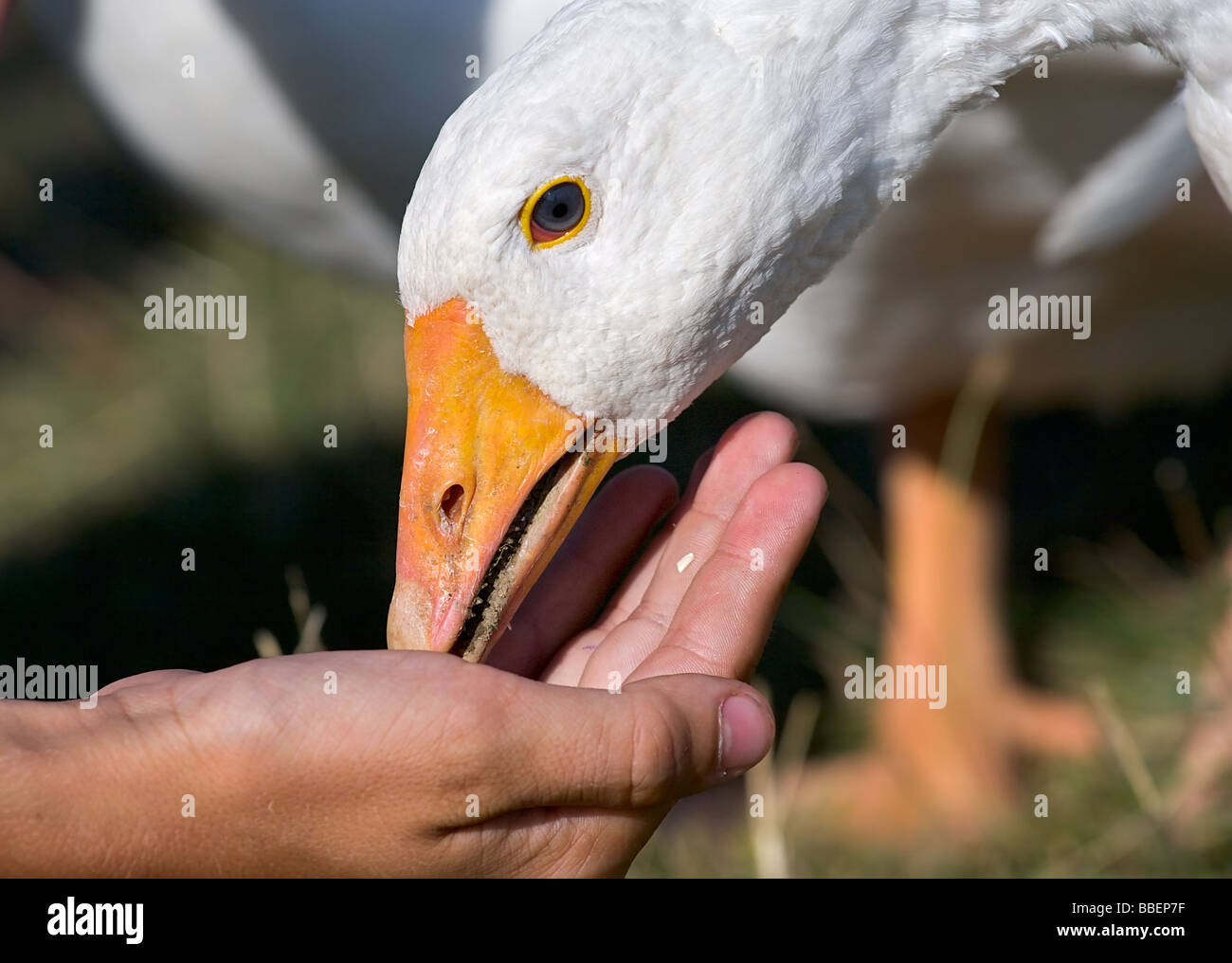 feeding the goose by hand close up shot Stock Photo - Alamy