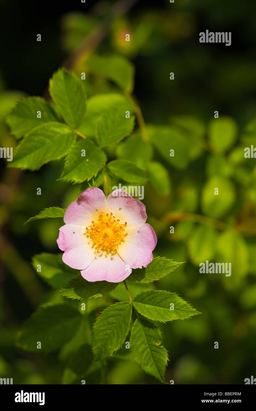 Rosa Canina Dog Rose High Resolution Stock Photography and Images - Alamy