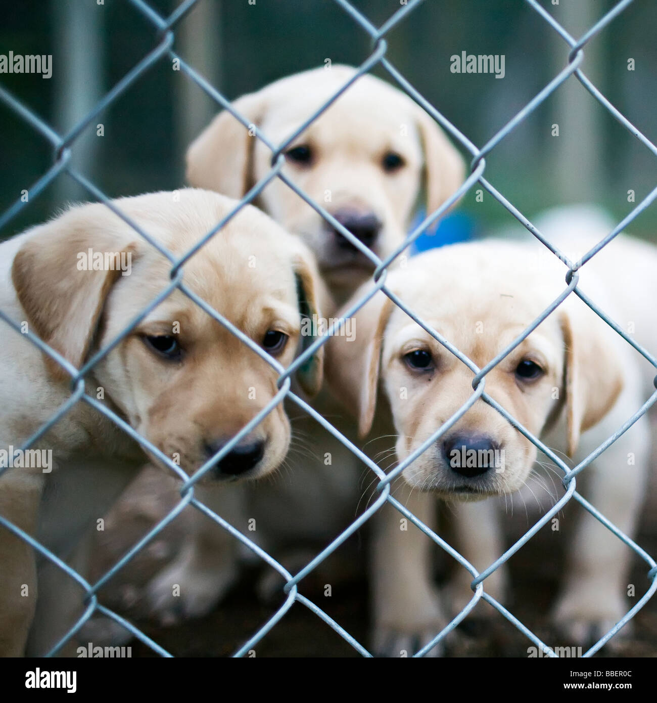 Yellow Labrador Retriever puppies behind kennel fencing Stock Photo - Alamy