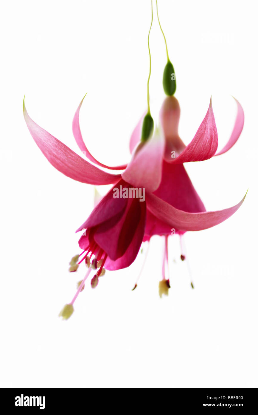 Red and white fuchsias hi-res stock photography and images - Alamy