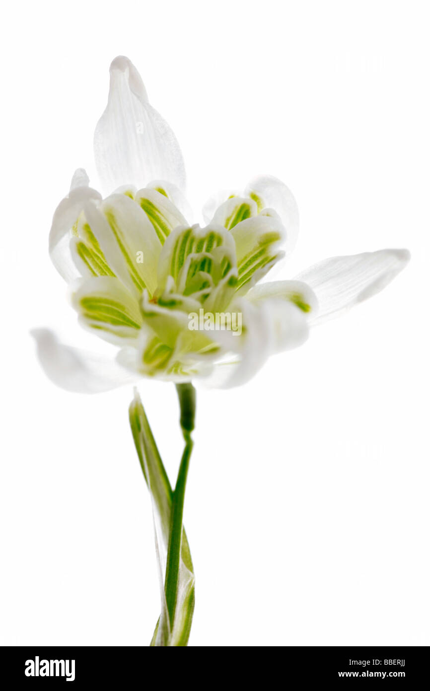 Galanthus - Snowdrop Stock Photo - Alamy