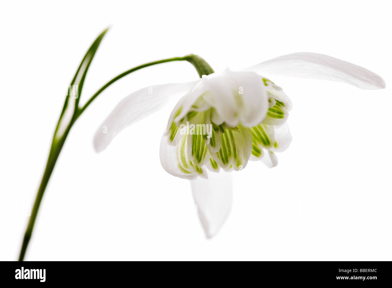 Snowdrop cutout hi-res stock photography and images - Alamy