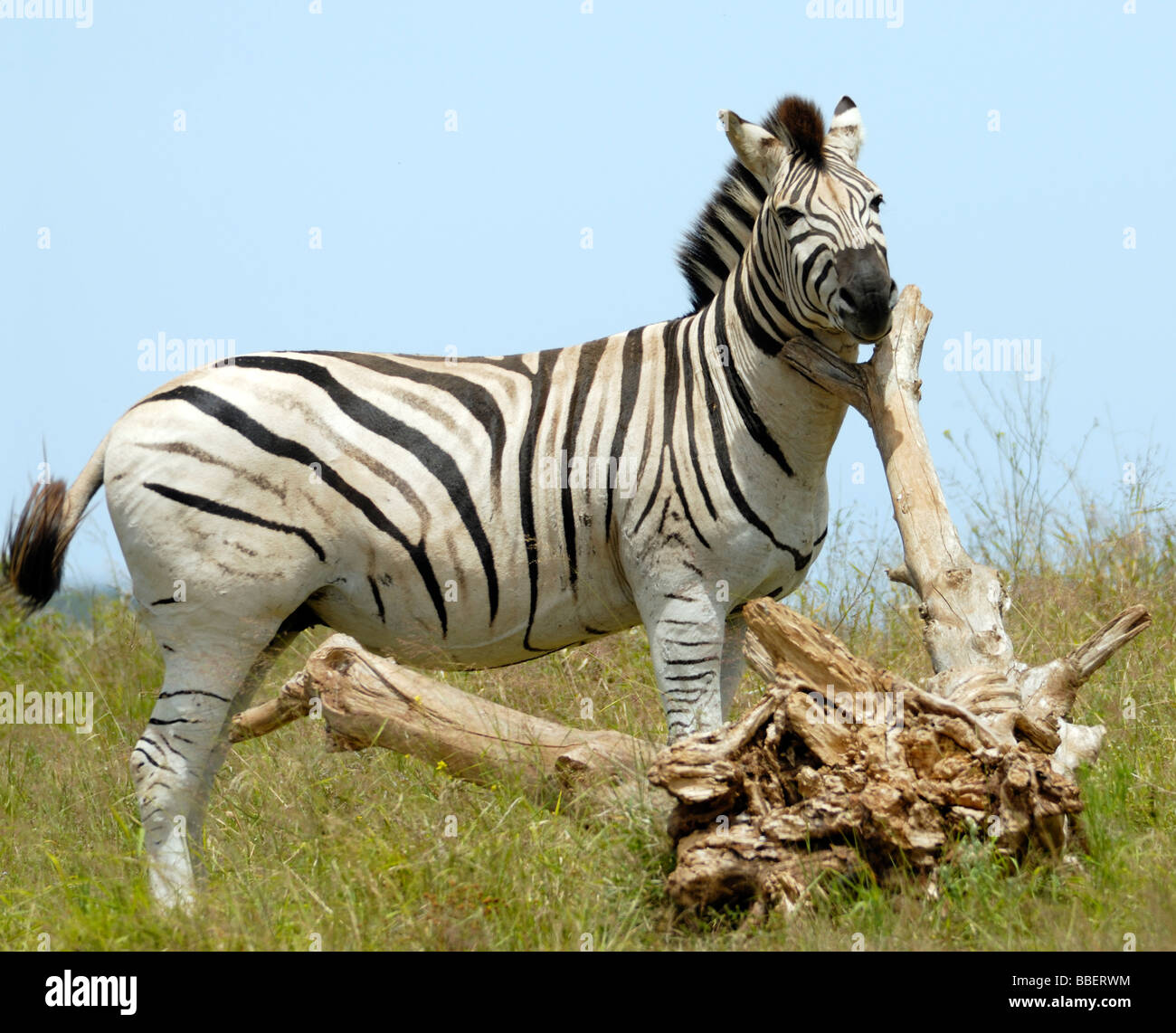 Scratch tree trunk hi-res stock photography and images - Alamy