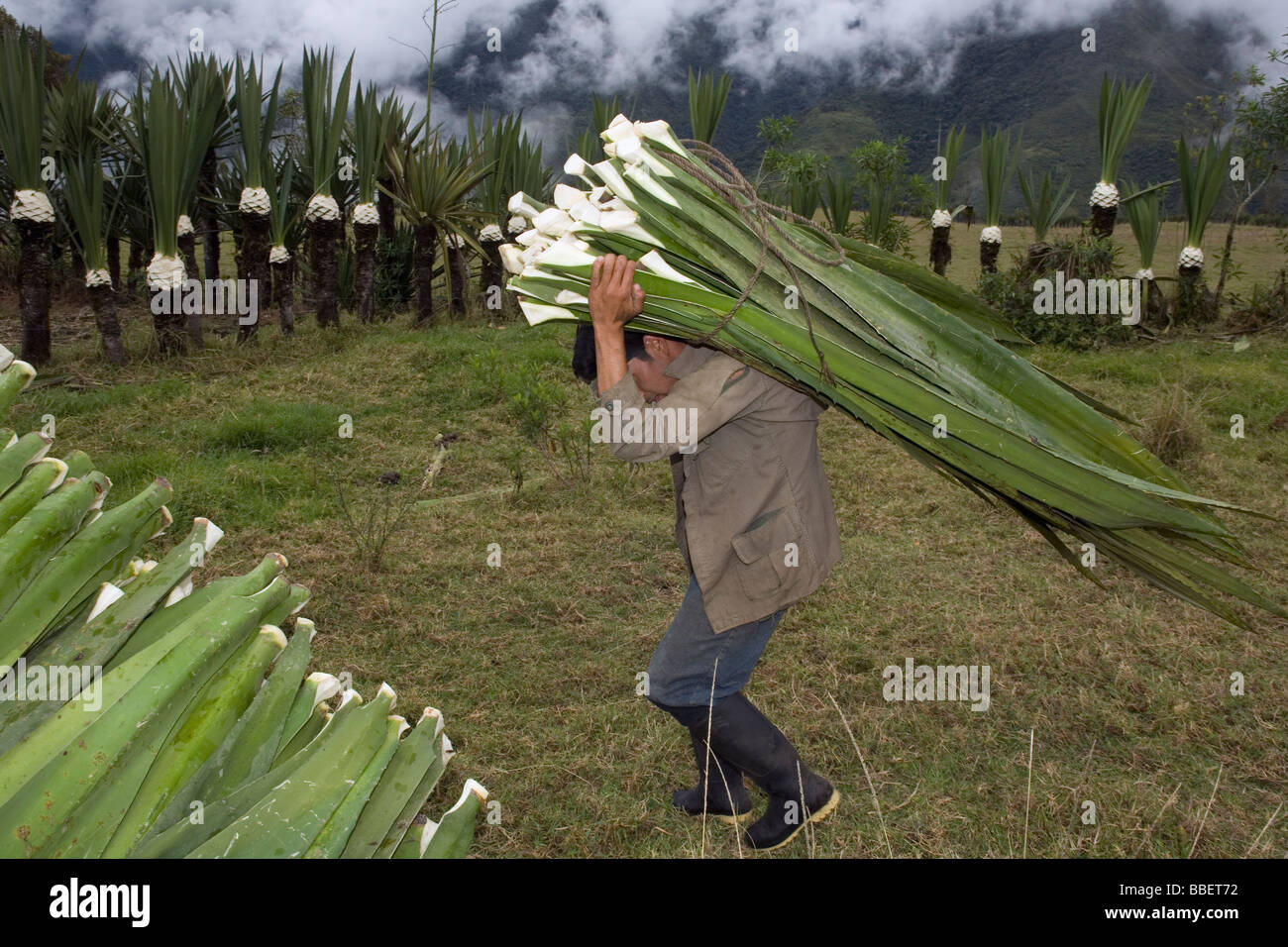 Sisal harvest hi-res stock photography and images - Alamy