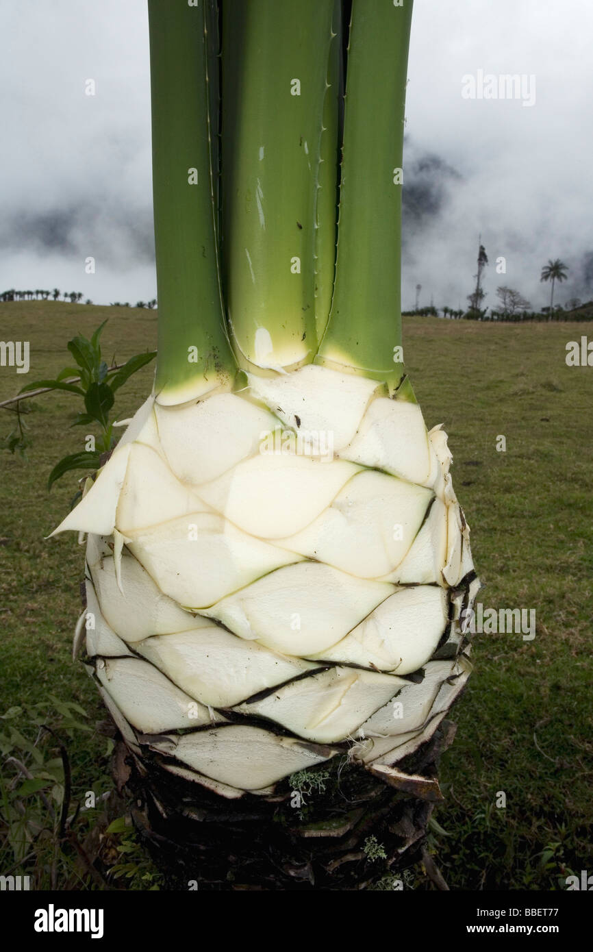 Sisal harvest hi-res stock photography and images - Alamy