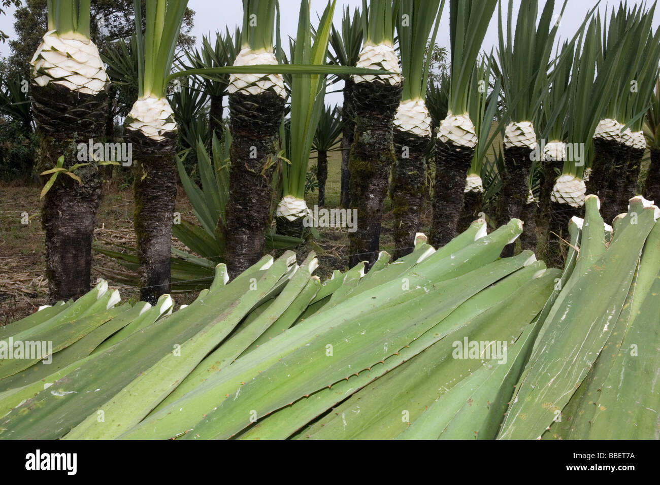 Sisal harvest hi-res stock photography and images - Alamy