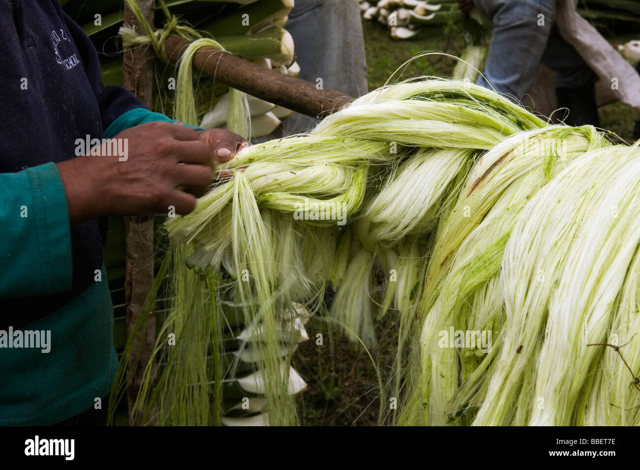 Sisal Leaf High Resolution Stock Photography and Images - Alamy