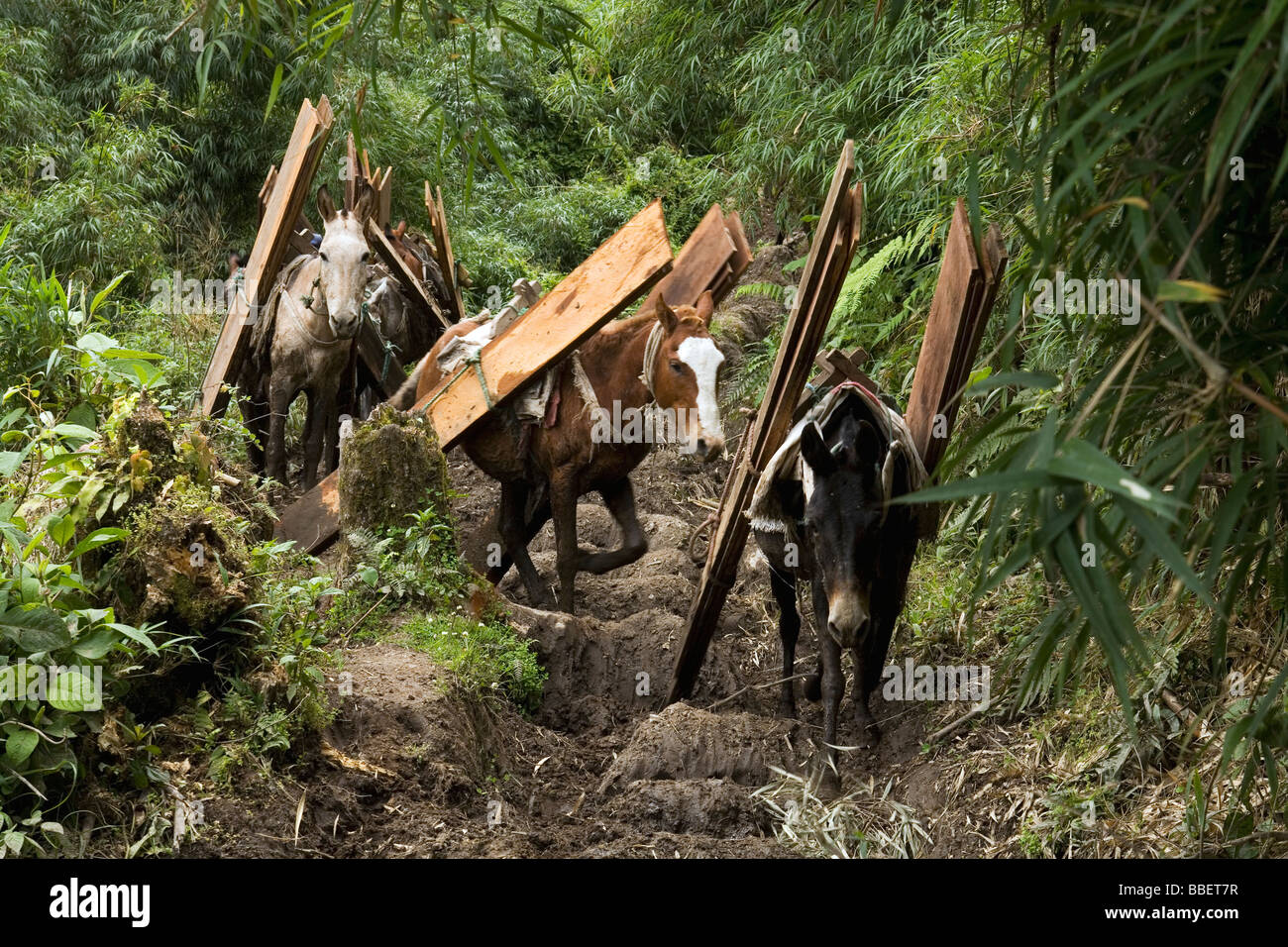 Working mules hi-res stock photography and images - Alamy
