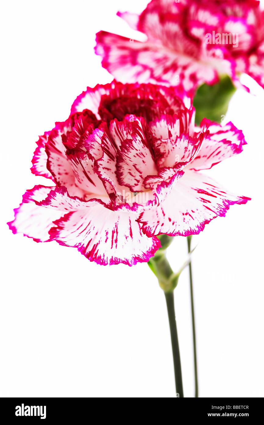 Two carnations on white background Stock Photo - Alamy