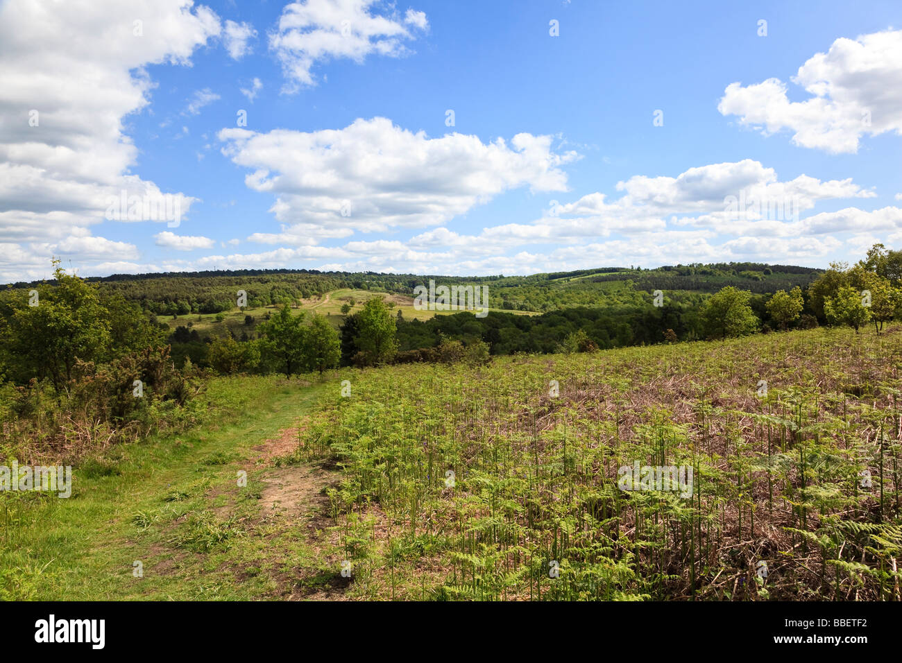 Views across the Ashdown Forest Sussex Uk Stock Photo - Alamy