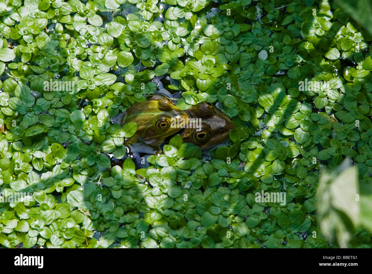Mating marsh frogs hi-res stock photography and images - Alamy