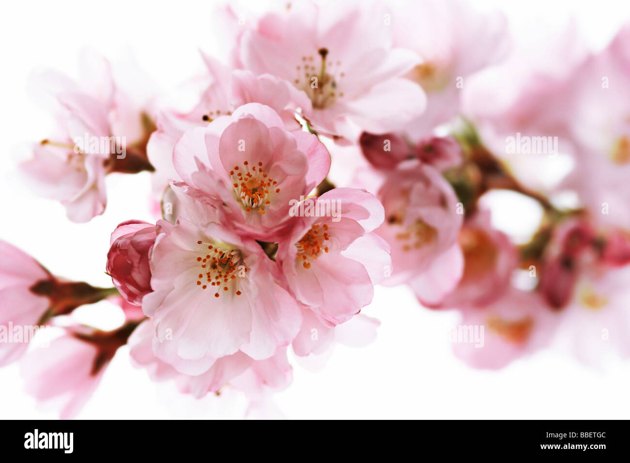 Pink cherry blossom Stock Photo - Alamy