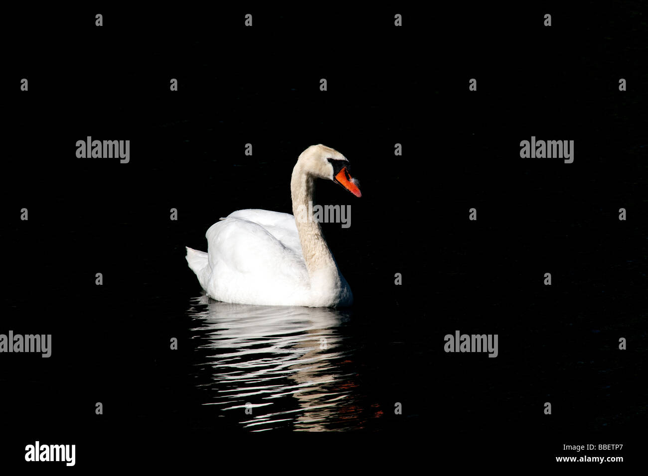 Large white feather hi-res stock photography and images - Alamy