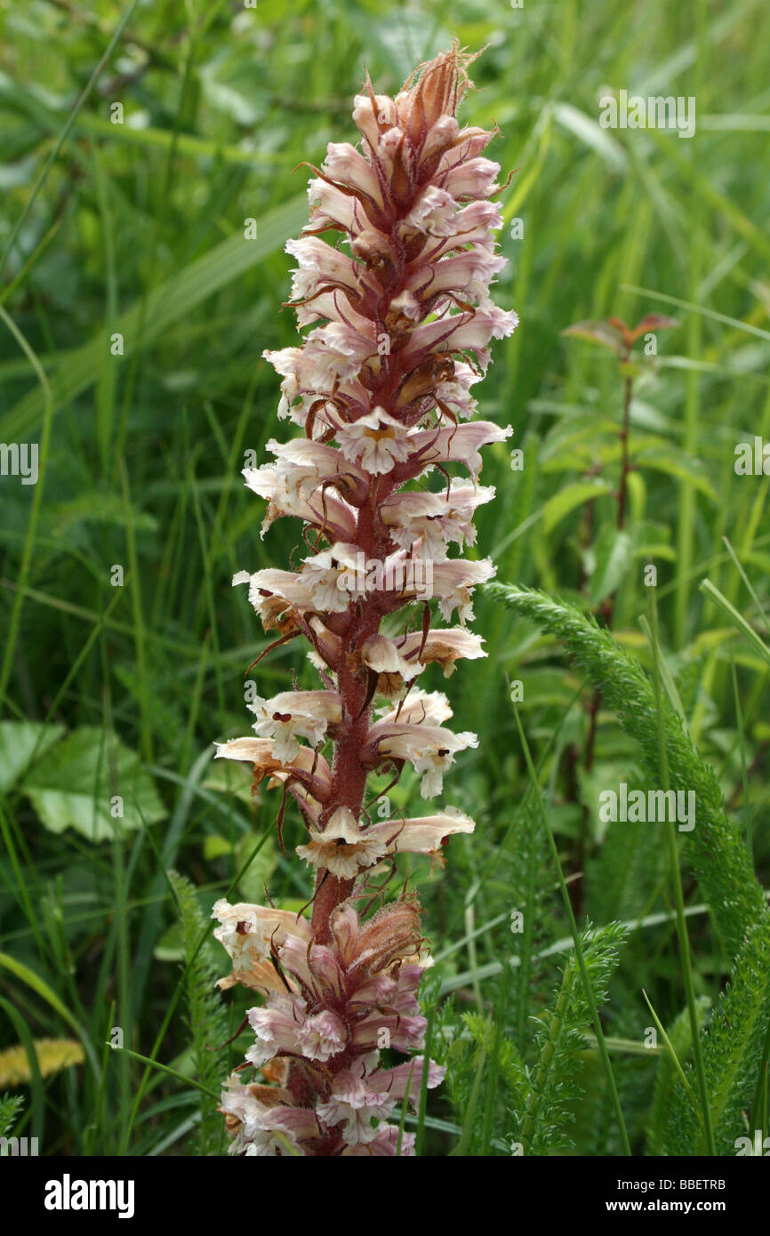 Lesser (a.k.a. Common) Broomrape Orobanche minor Stock Photo - Alamy