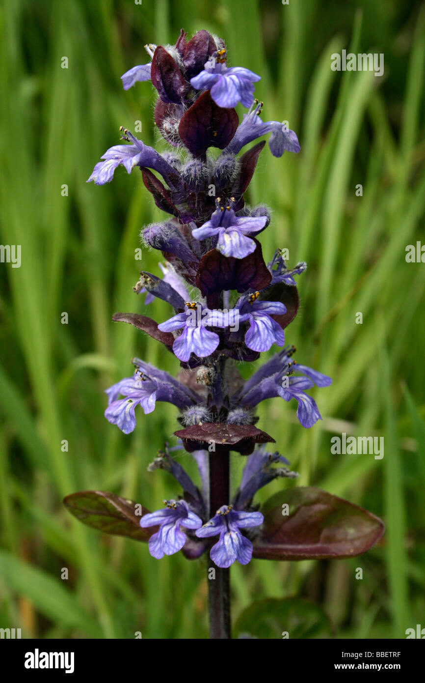 Ajuga reptans bugle medicinal plant hi-res stock photography and images ...