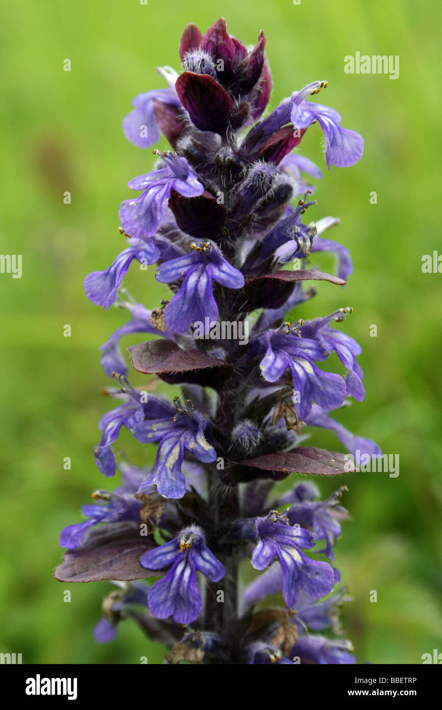 Ajuga reptans bugle medicinal plant hi-res stock photography and images ...