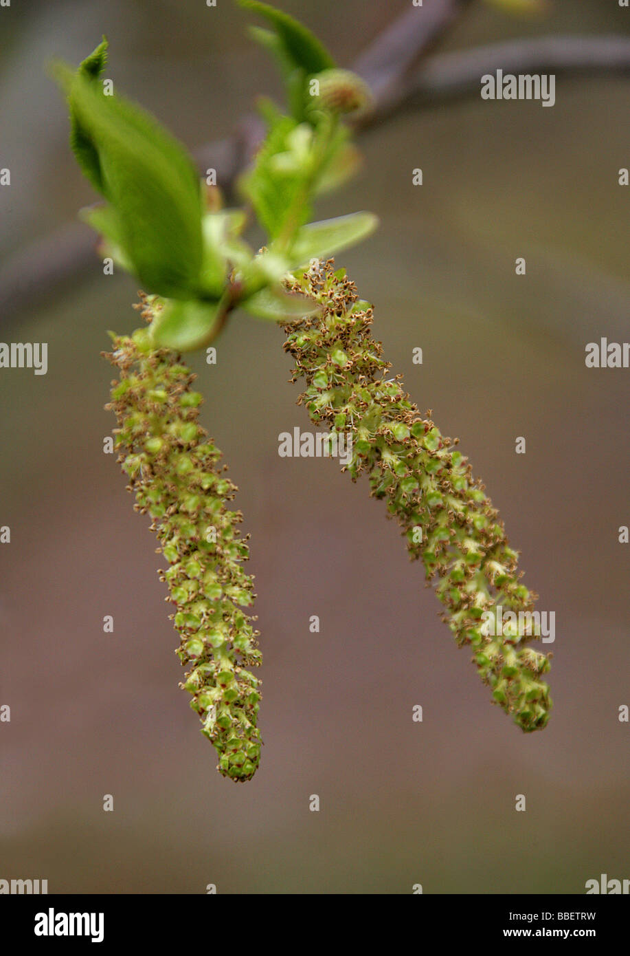 Japanese green alder hi-res stock photography and images - Alamy