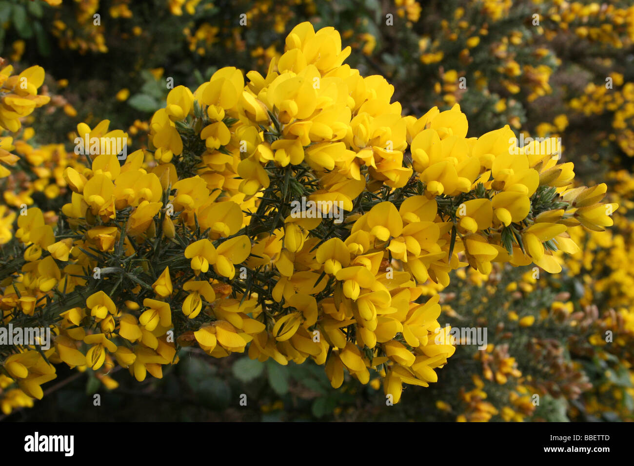 Common Gorse Ulex europaeus Stock Photo - Alamy