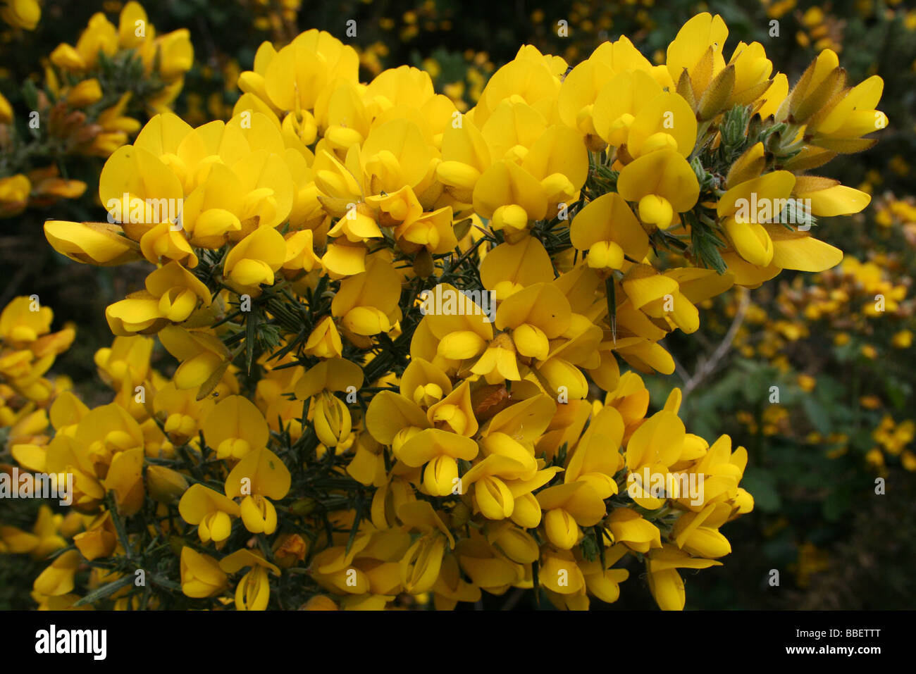 Gorse hi-res stock photography and images - Alamy