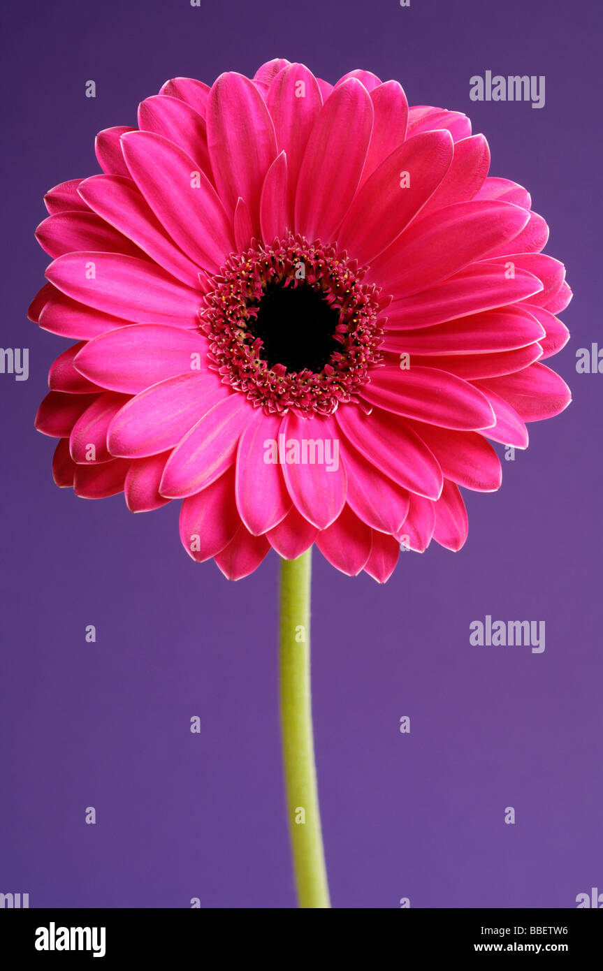 Gerbera cultivar hi-res stock photography and images - Alamy