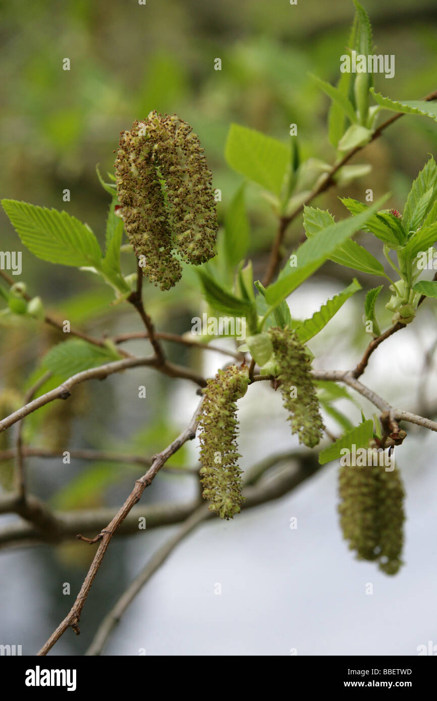 A Japanese Alder, Alnus sieboldiana, Betulaceae, Japan Stock Photo - Alamy