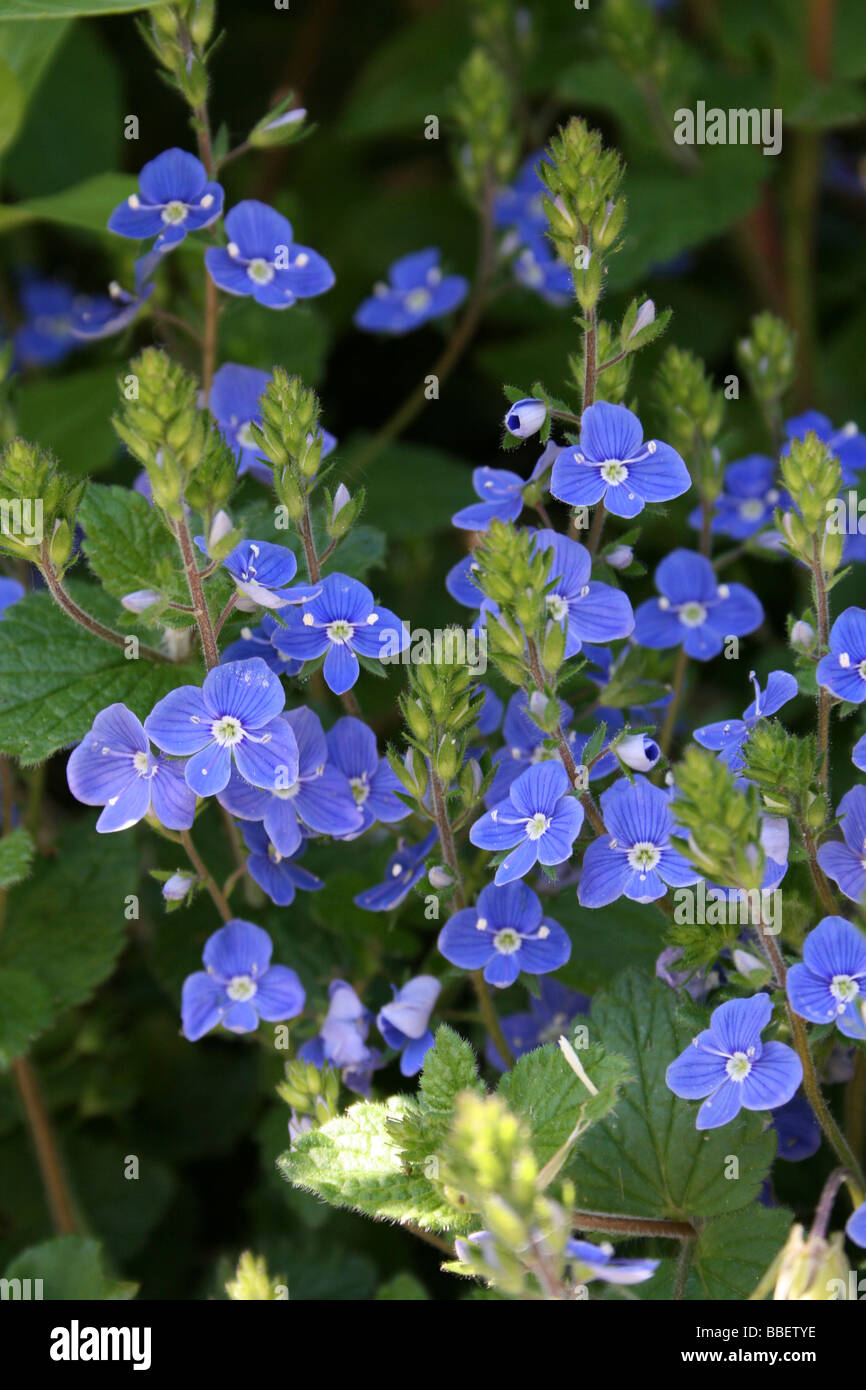 Germander Speedwell Veronica chamaedrys Stock Photo - Alamy