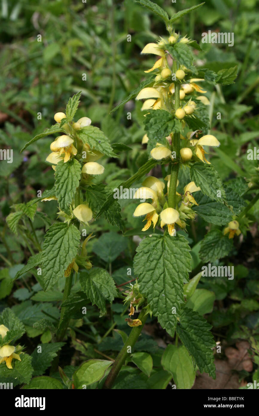 Yellow Archangel Lamiastrum galeobdolon Stock Photo - Alamy