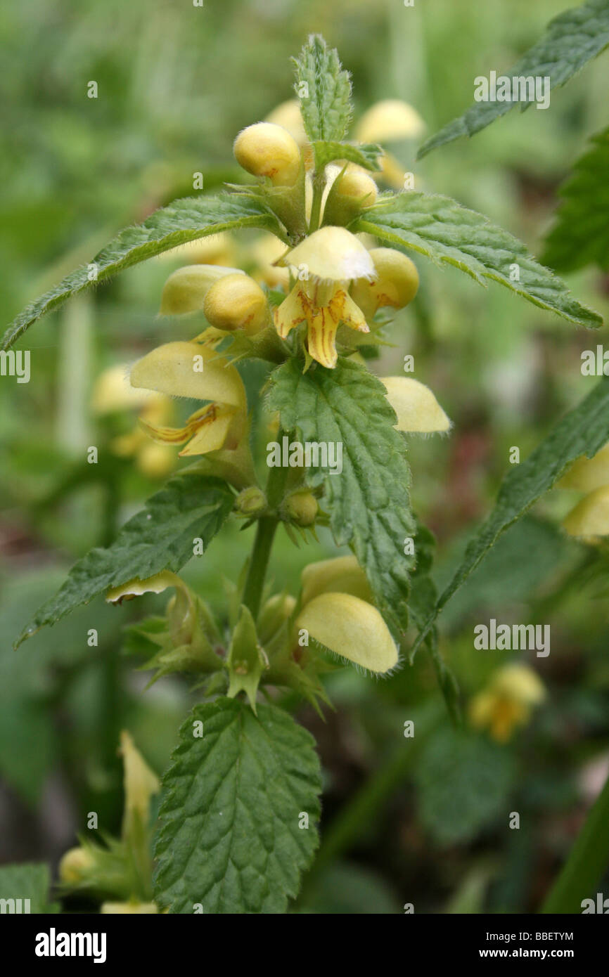 Yellow Archangel Lamiastrum galeobdolon Stock Photo - Alamy