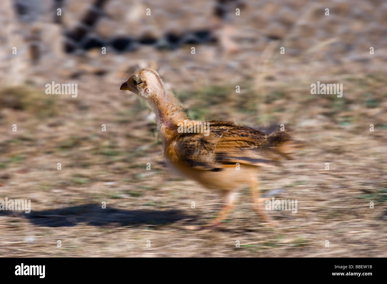 chicken fuzzy and blurred while its high speed run Stock Photo - Alamy