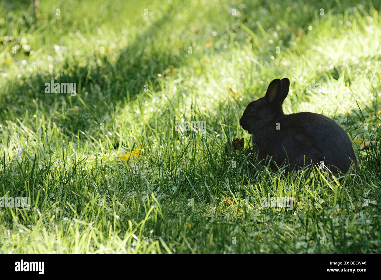 Rabbit in grass Stock Photo - Alamy