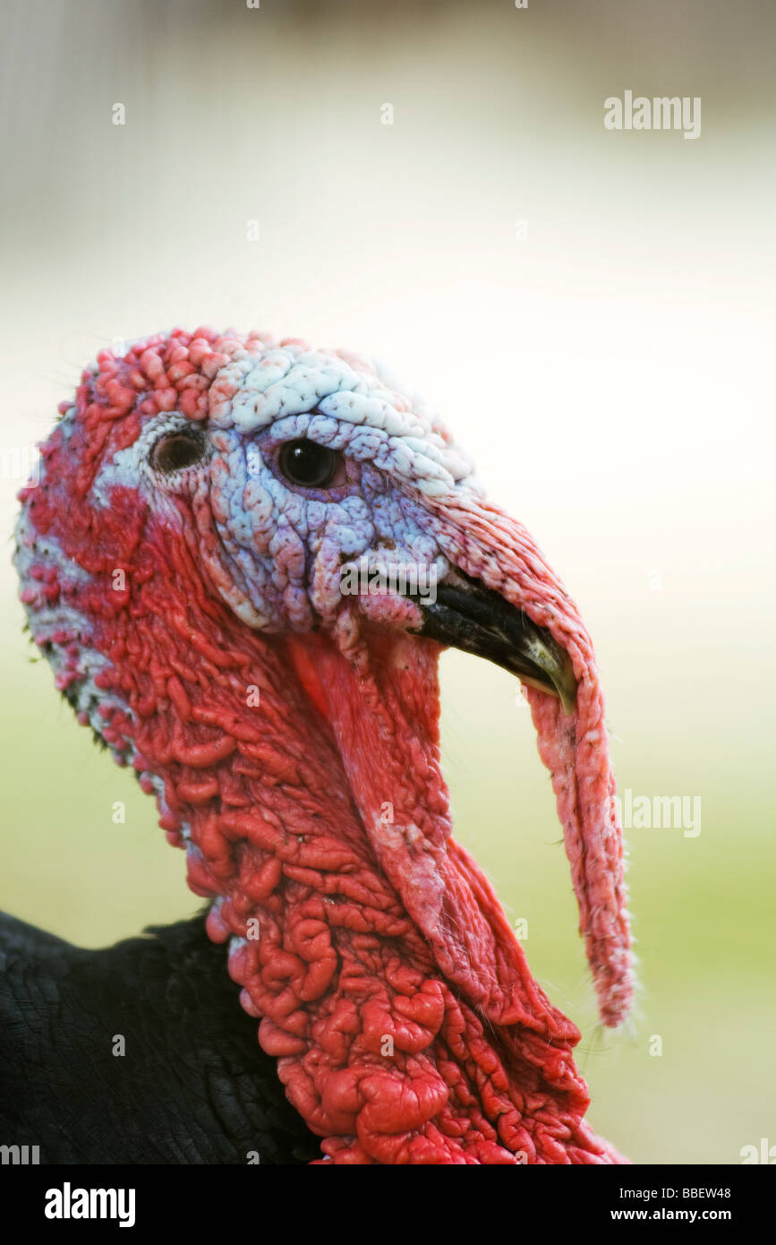 Turkey domestic animals hi-res stock photography and images - Alamy
