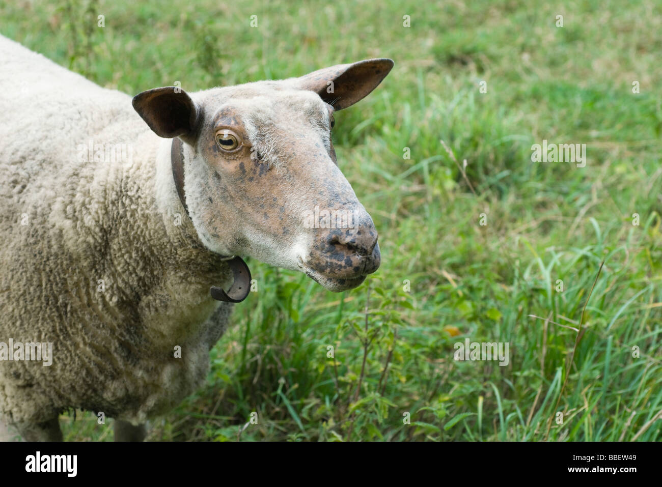 Close up shots of sheep hi-res stock photography and images - Alamy