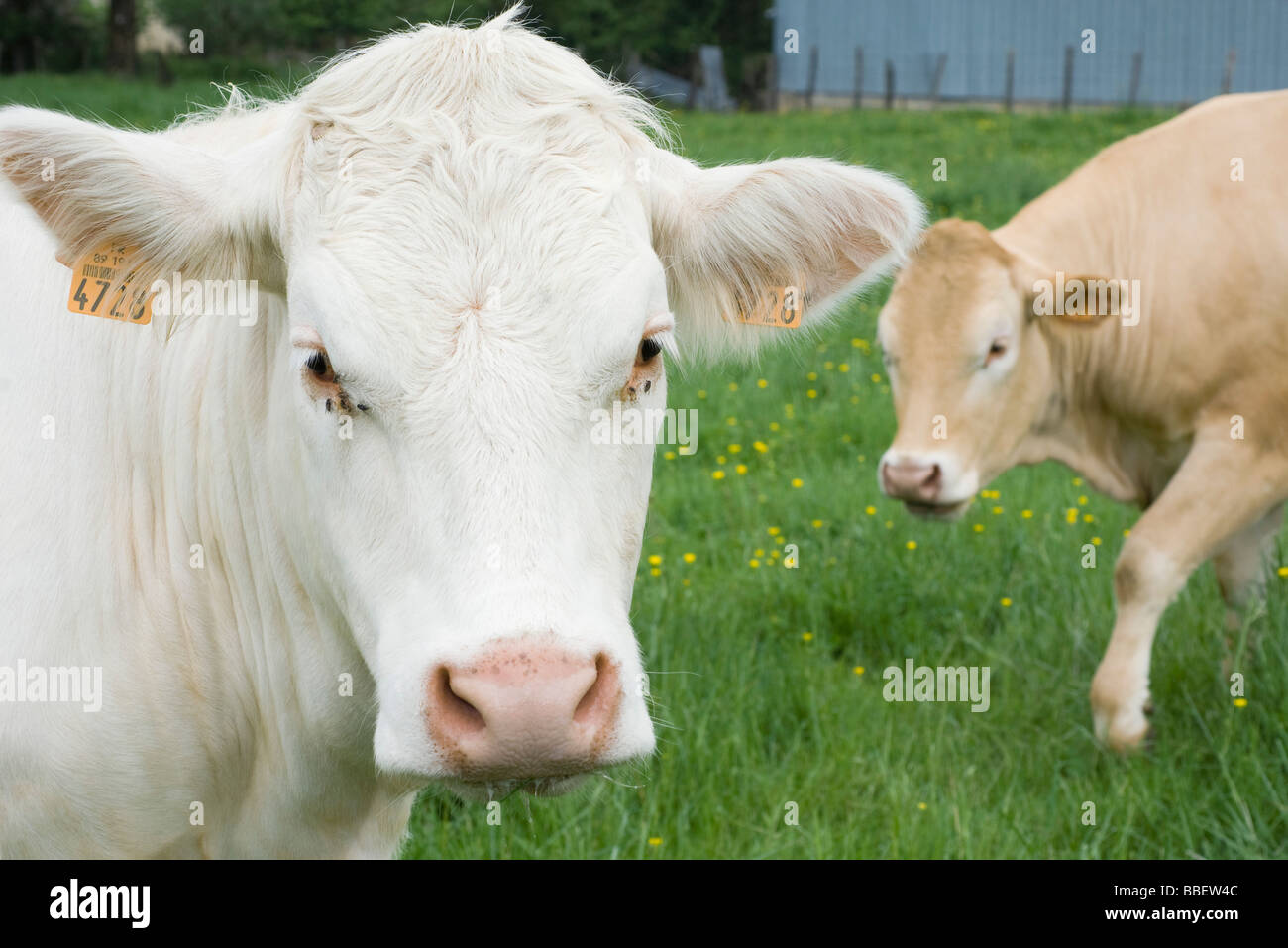 Cows in pasture, close-up Stock Photo - Alamy