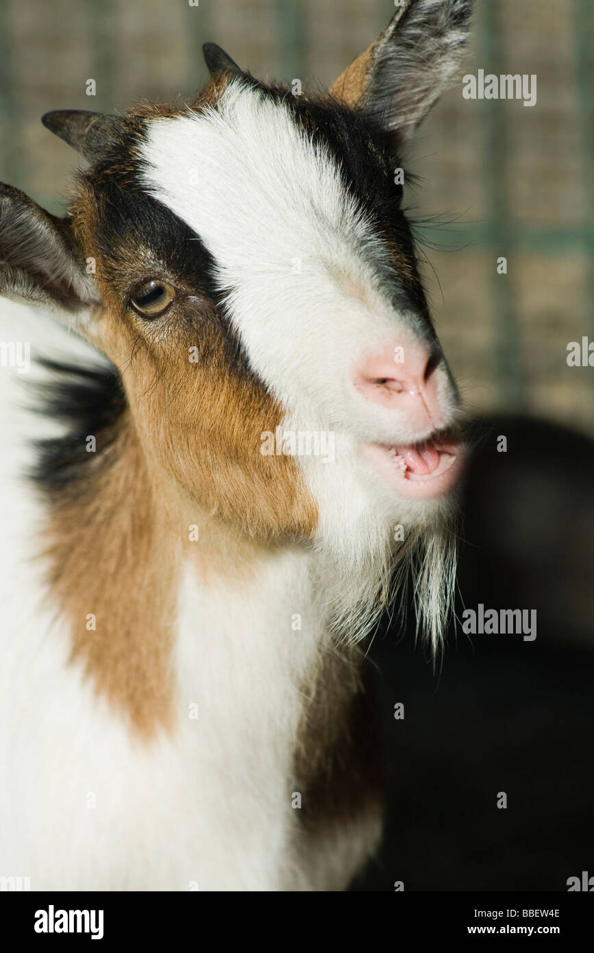 Goat with open mouth hi-res stock photography and images - Alamy