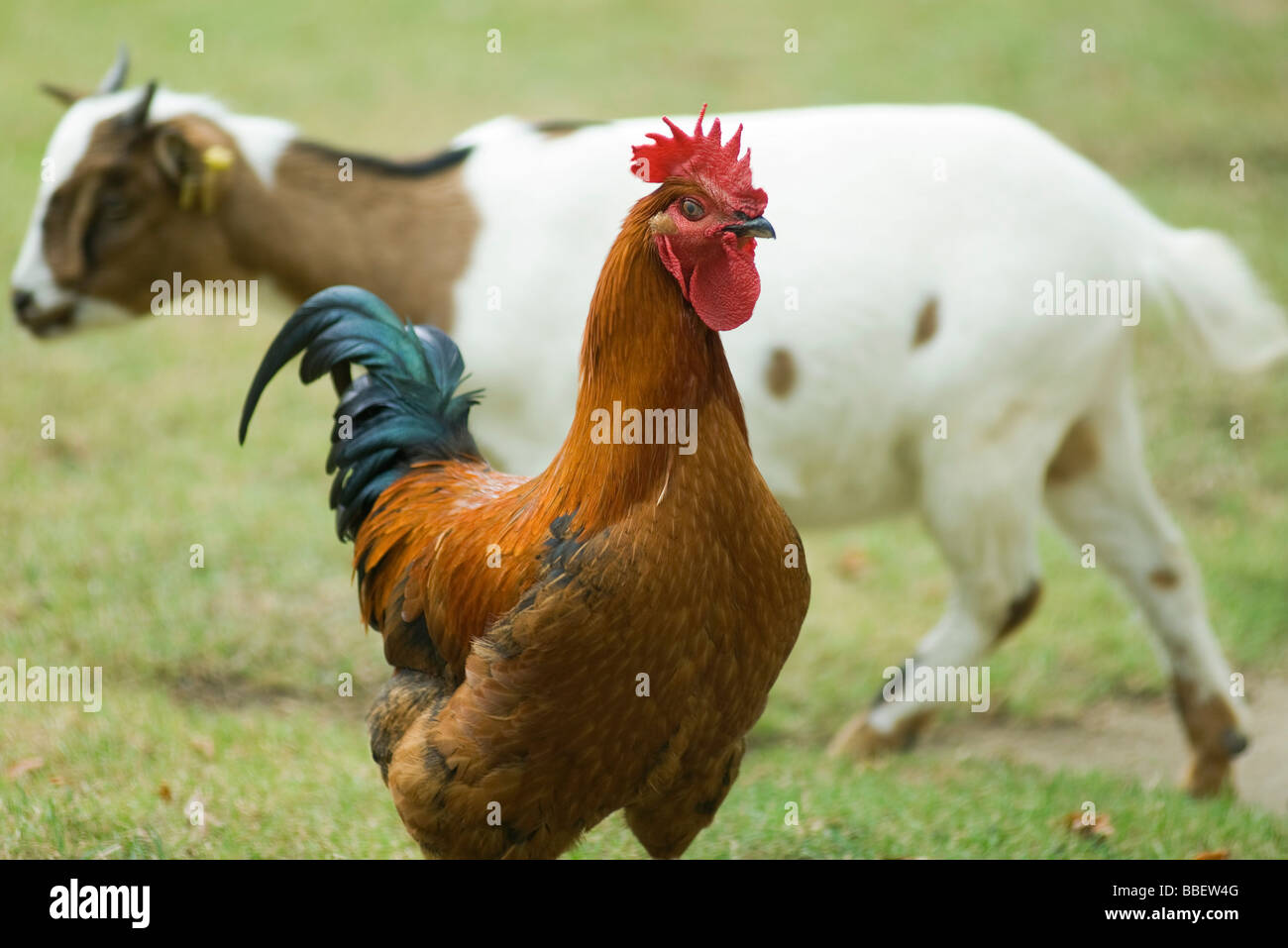 Rooster, goat in background Stock Photo - Alamy