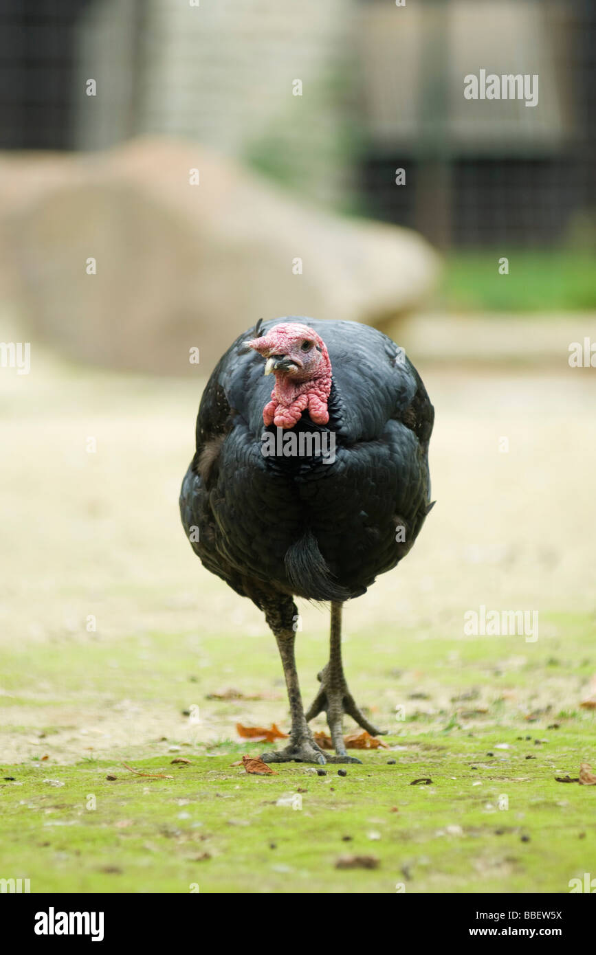 Turkey, front view Stock Photo - Alamy