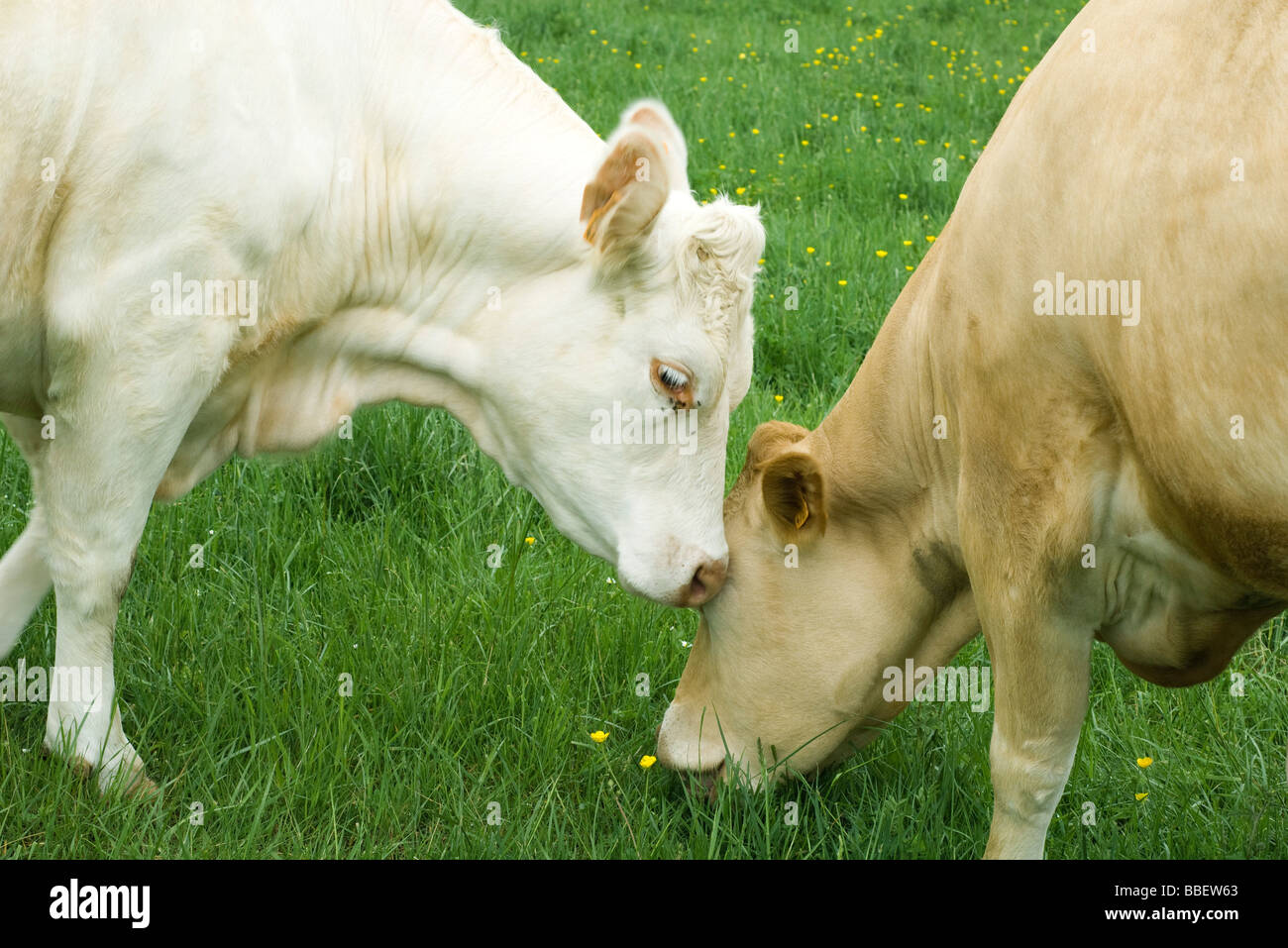 Nuzzling cow hi-res stock photography and images - Alamy