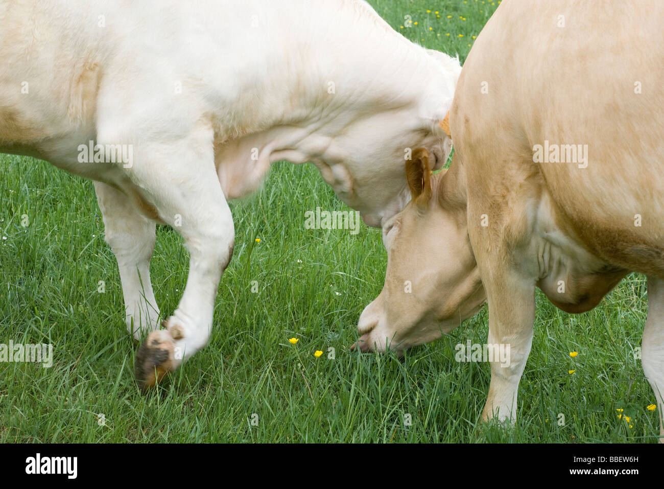Cows grazing in pasture, close-up Stock Photo - Alamy