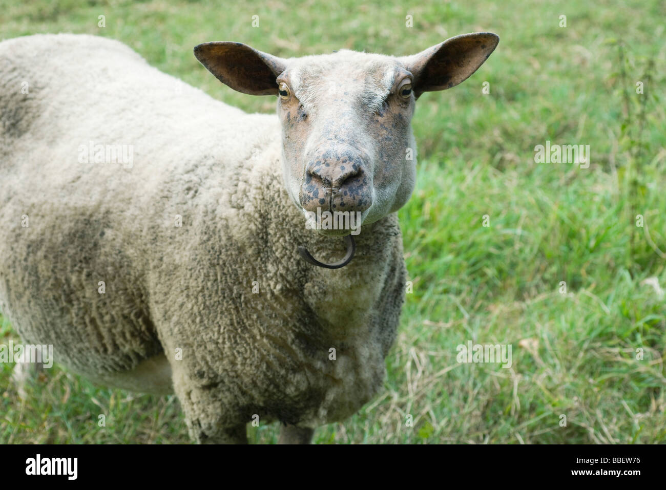 Close up foreground sheep hi-res stock photography and images - Alamy