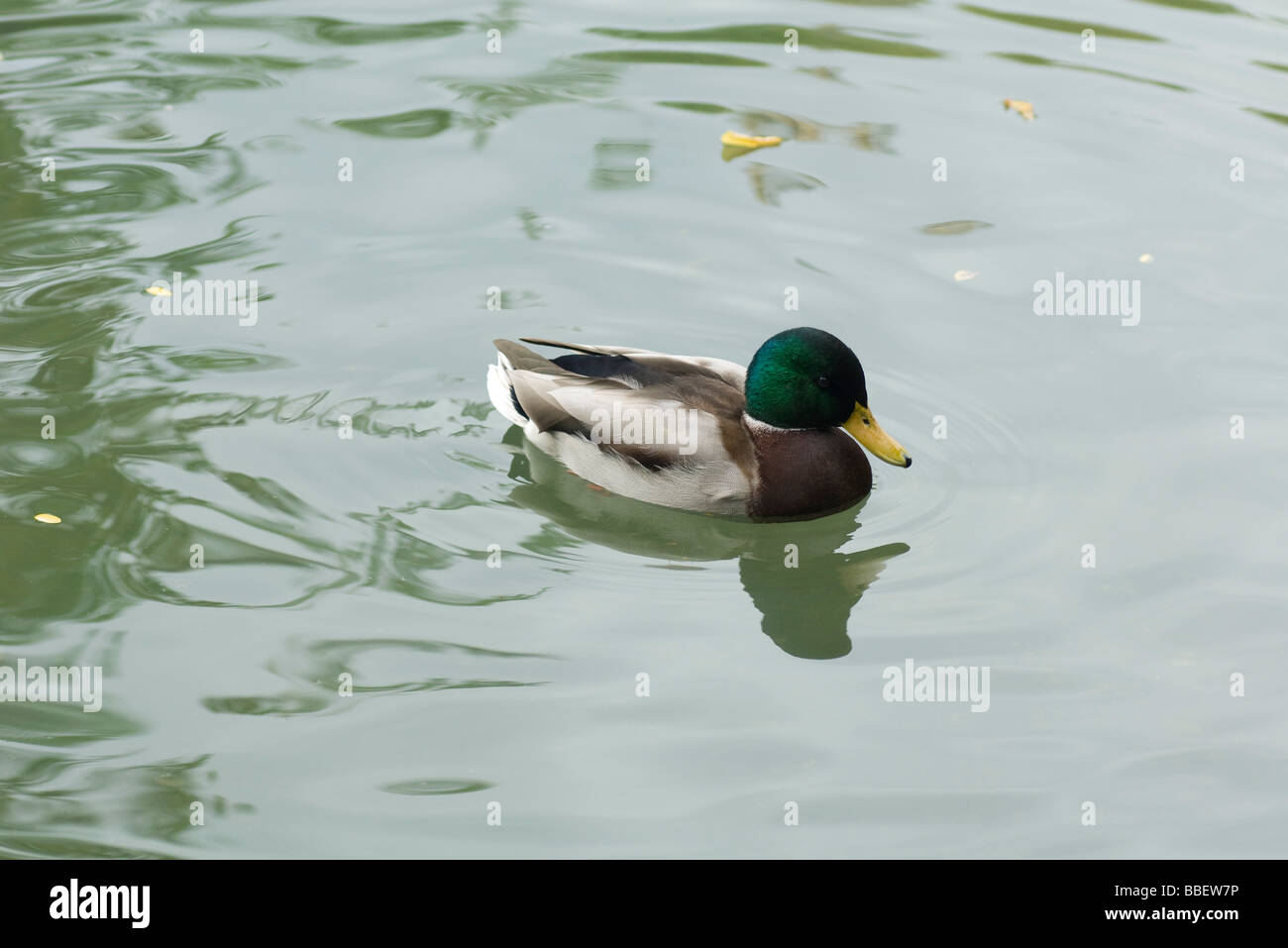 Male mallard duck in pond Stock Photo - Alamy