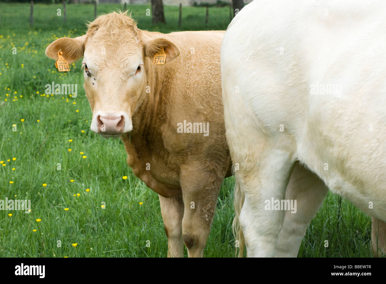 Cow looking in camera hi-res stock photography and images - Alamy