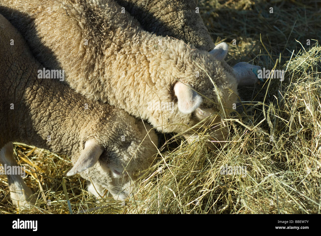 Sheep eating hay Stock Photo - Alamy