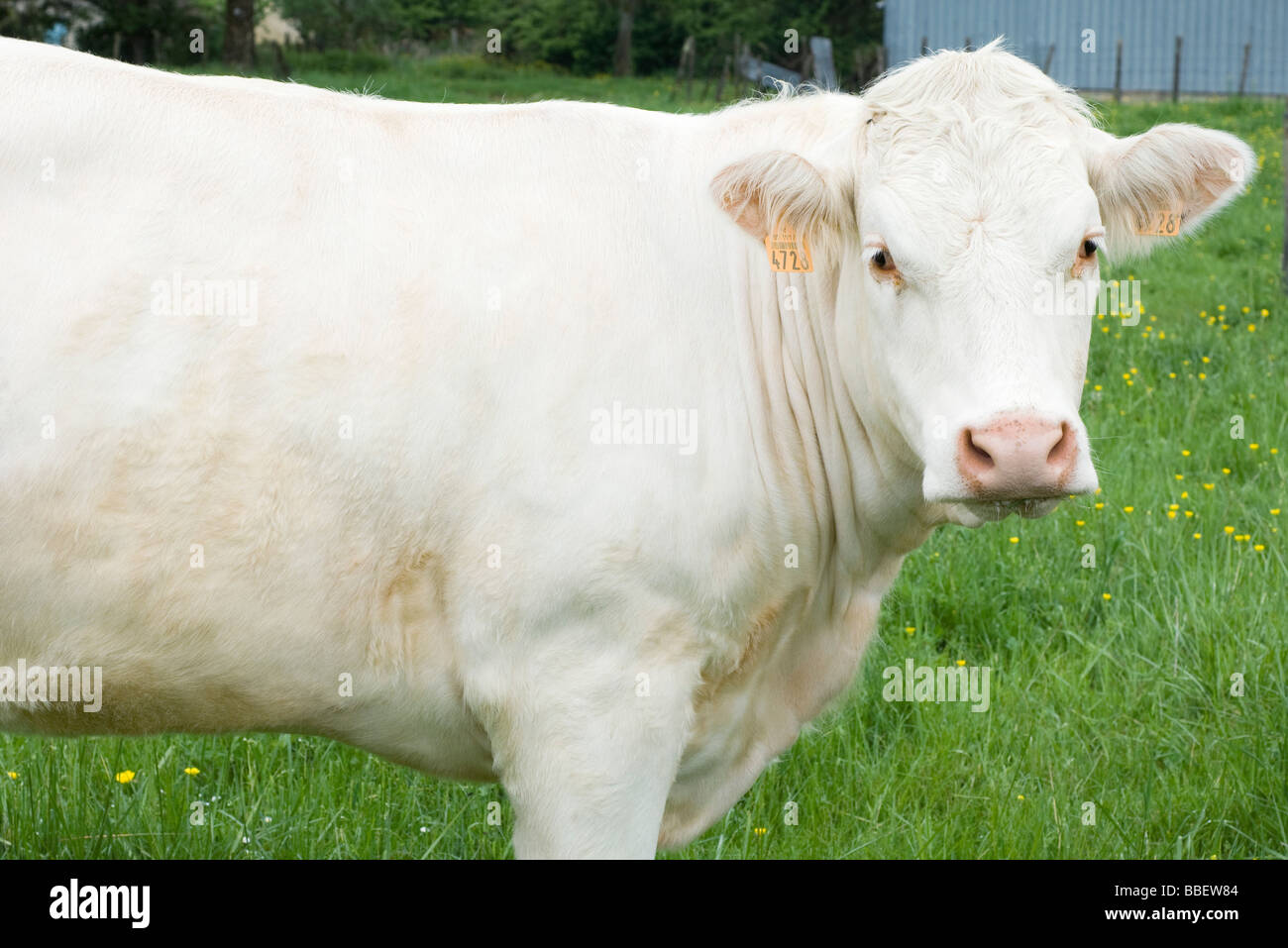 White cow in pasture, close-up Stock Photo - Alamy