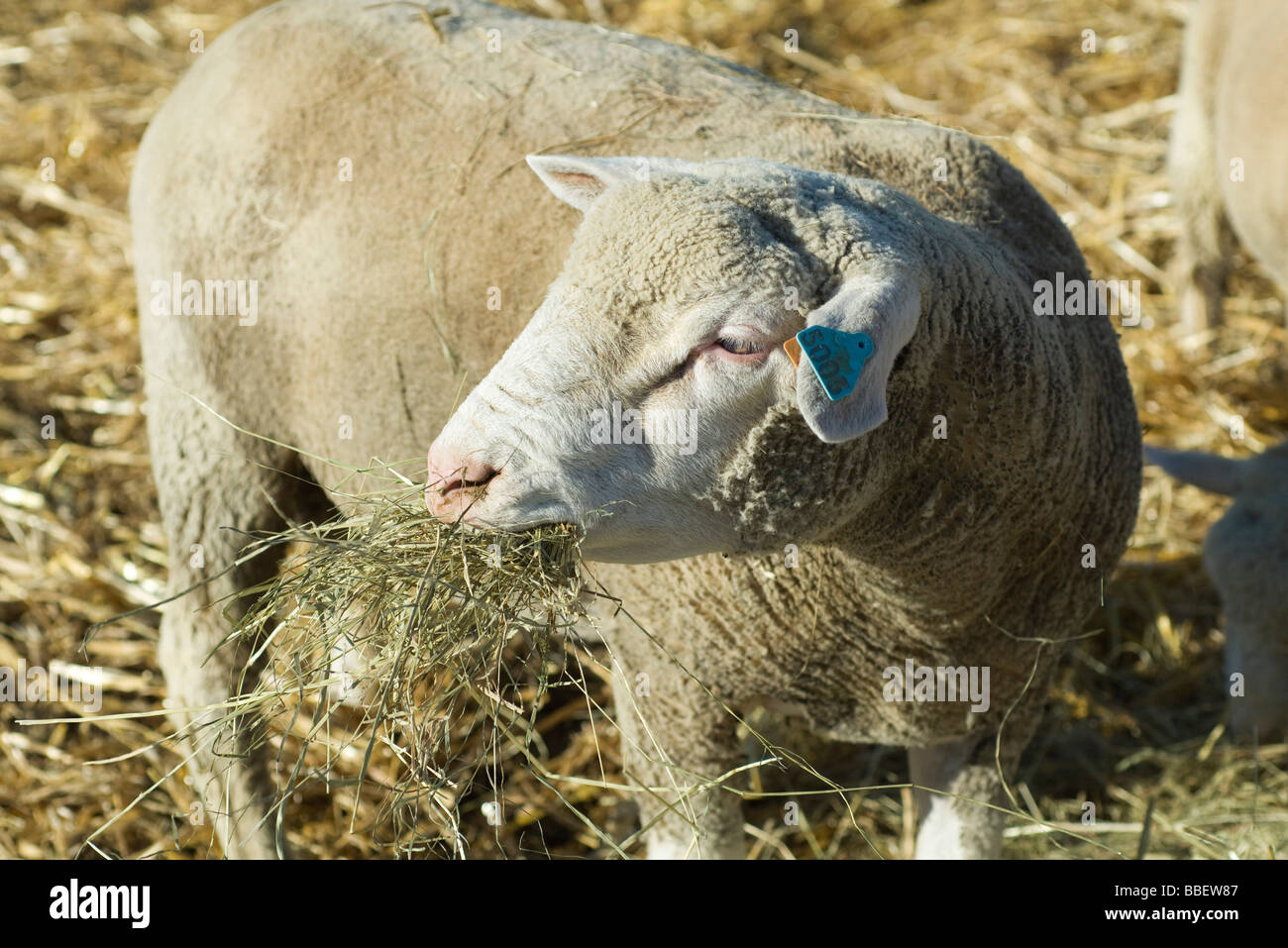 Sheep eating hay Stock Photo - Alamy