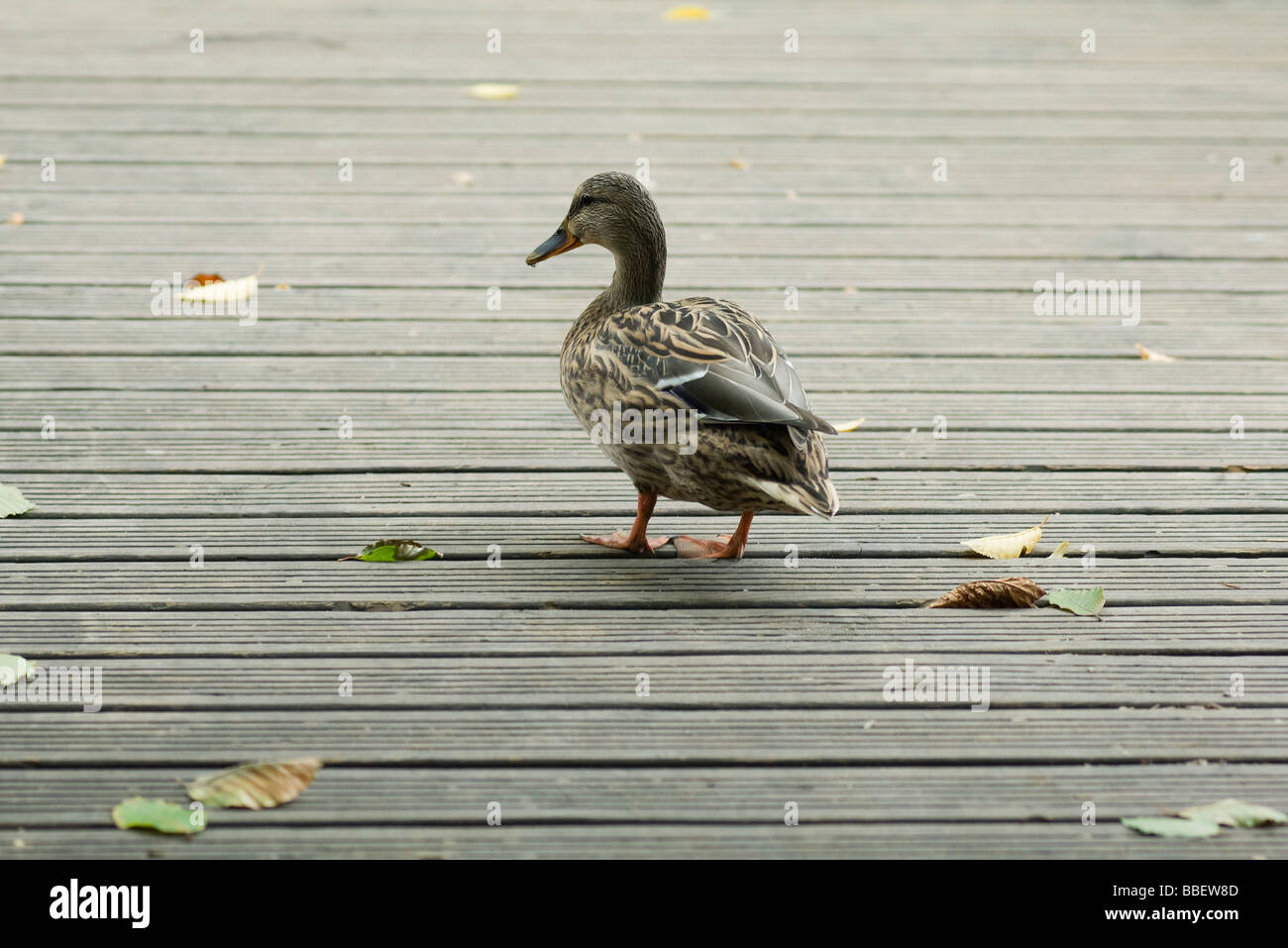 Female mallard duck walking on wooden deck, rear view Stock Photo - Alamy