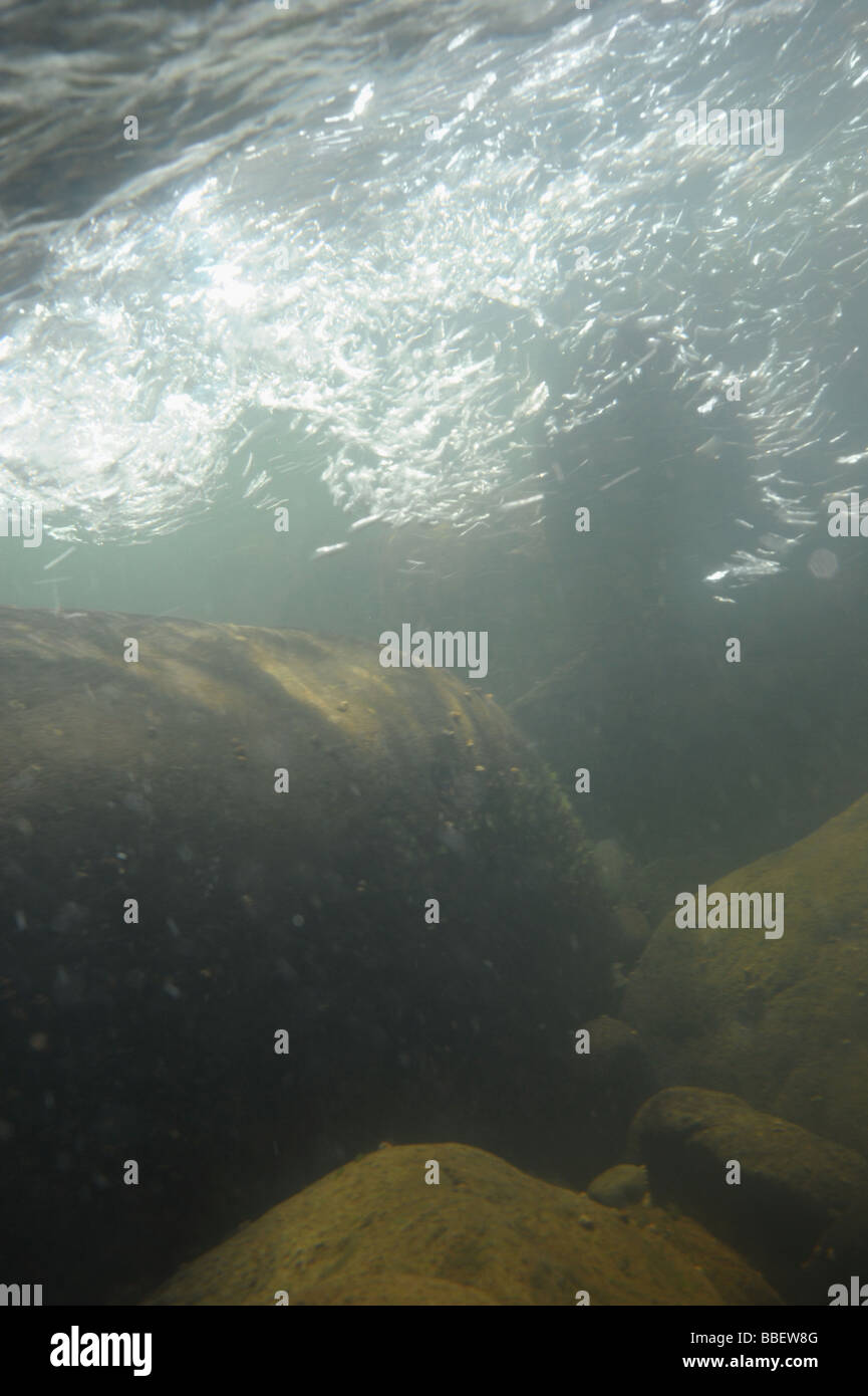 Submerged stones in river Stock Photo - Alamy