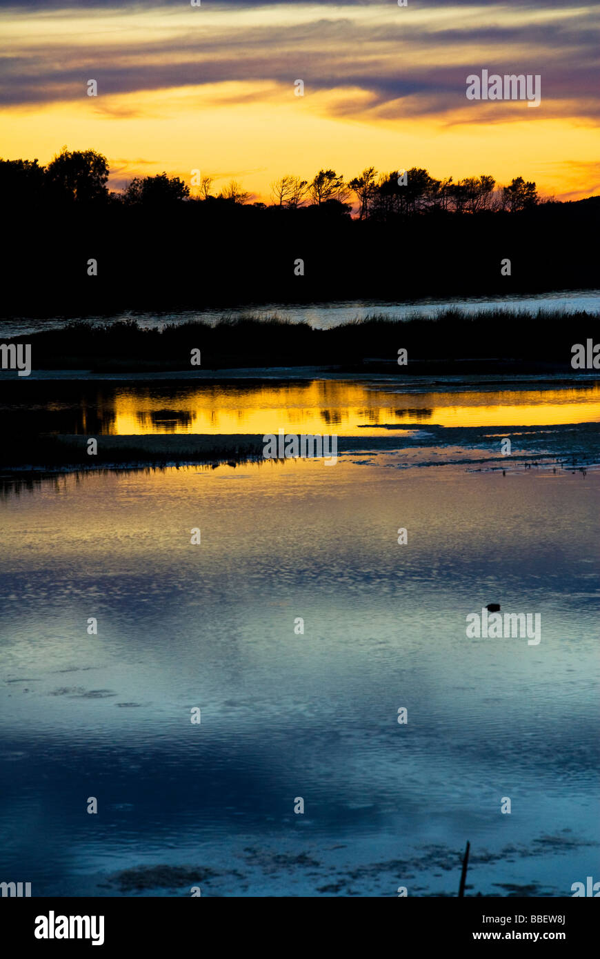 Caprolace hi-res stock photography and images - Alamy