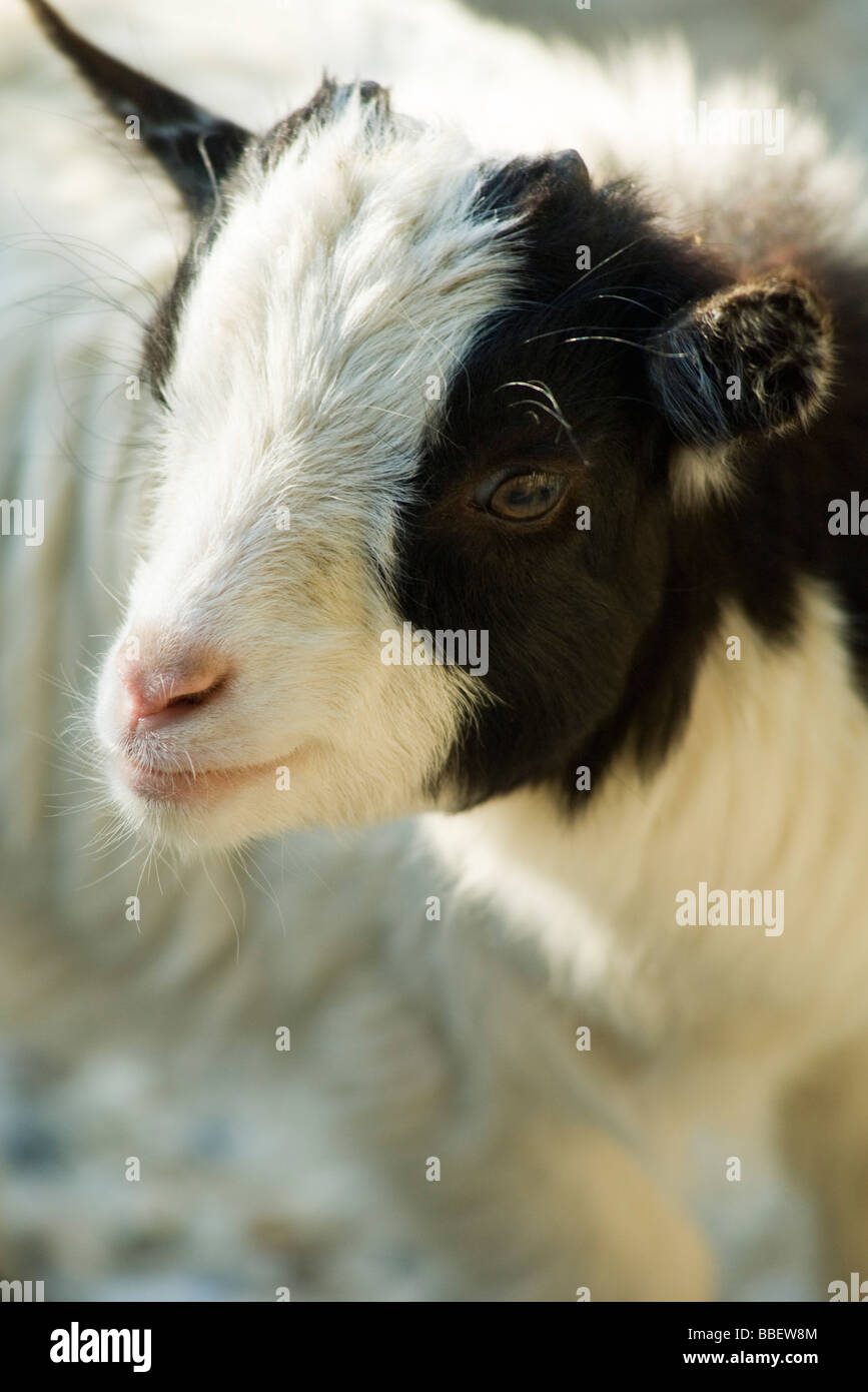 Kid goat, close-up Stock Photo - Alamy