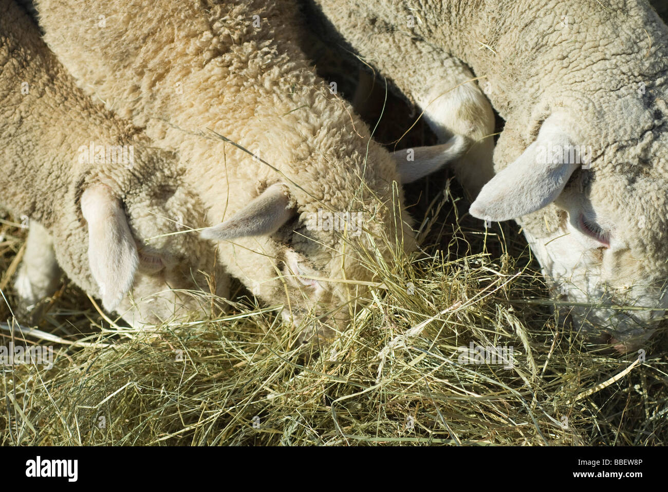 Close up sheep eating hay hi-res stock photography and images - Alamy
