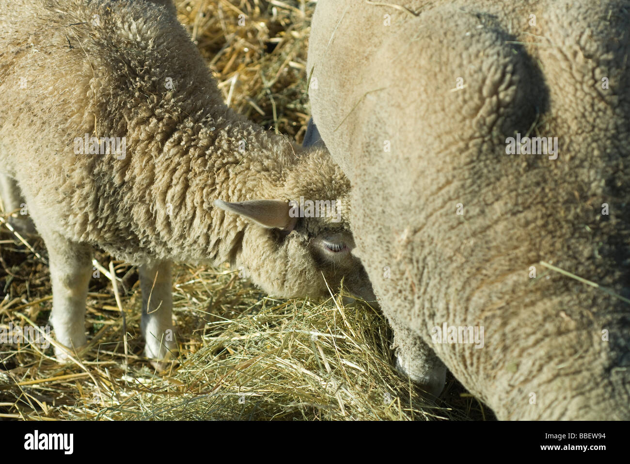 Mother sheep nursing lamb Stock Photo - Alamy